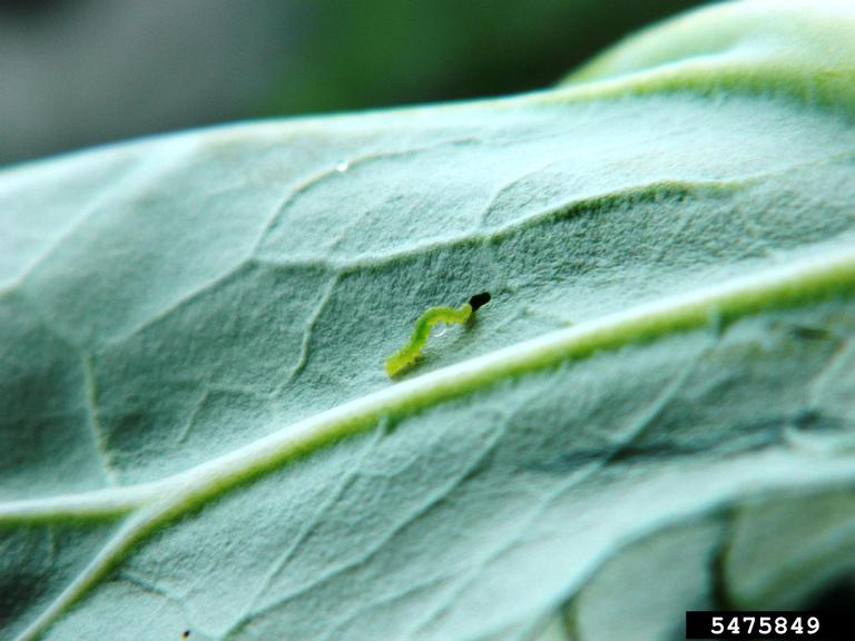 cabbage looper (Trichoplusia ni (Hubner))