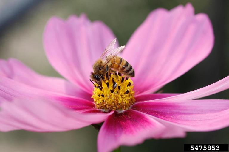 honey bee (Apis mellifera Linnaeus)