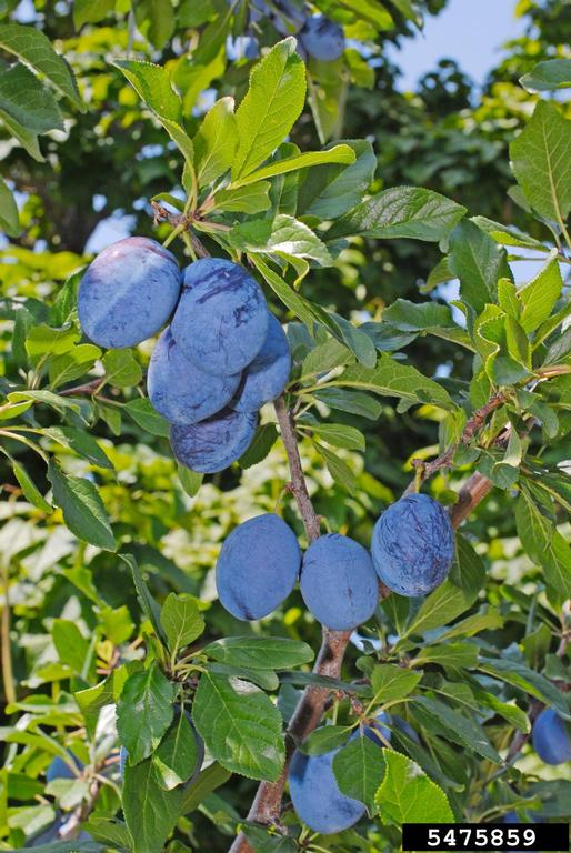 plum (Prunus domestica L.)