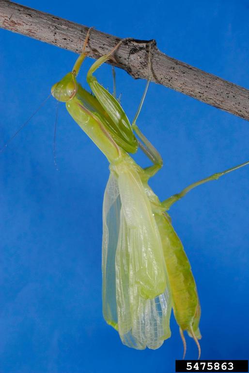 European mantid, Mantis religiosa (Mantodea: Mantidae) - 5475863