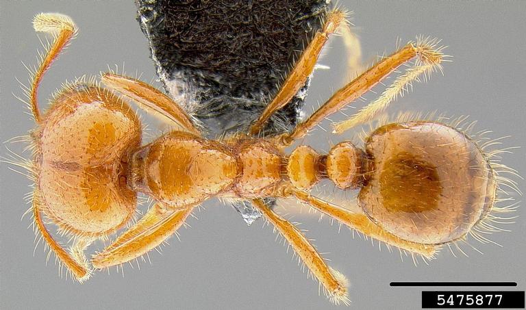 fire ant (Solenopsis geminata)