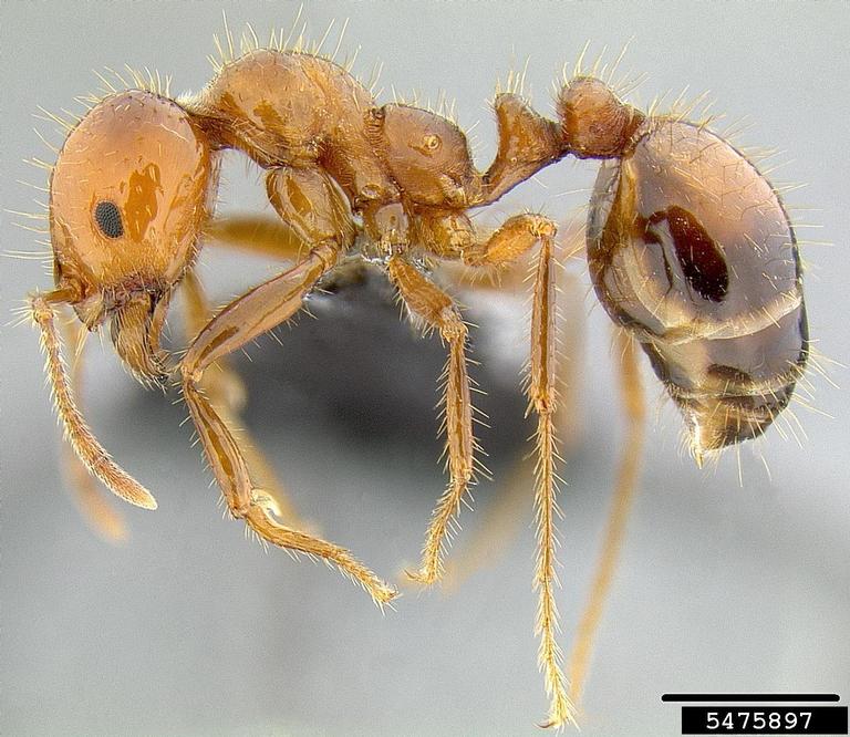 red imported fire ant (Solenopsis invicta)
