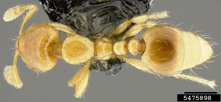 ant (Solenopsis papuana)