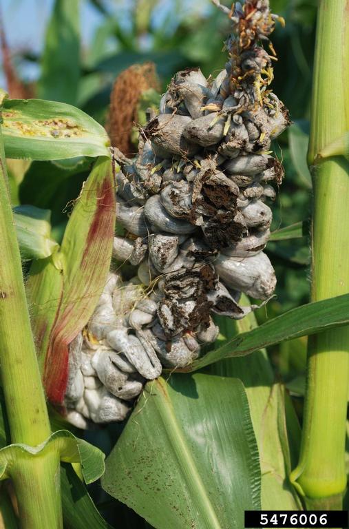 corn smut (Ustilago maydis (DC.) Corda)