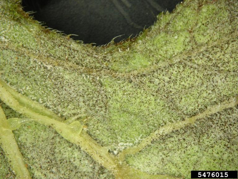 powdery mildew hyperparasite (Ampelomyces quisqualis)