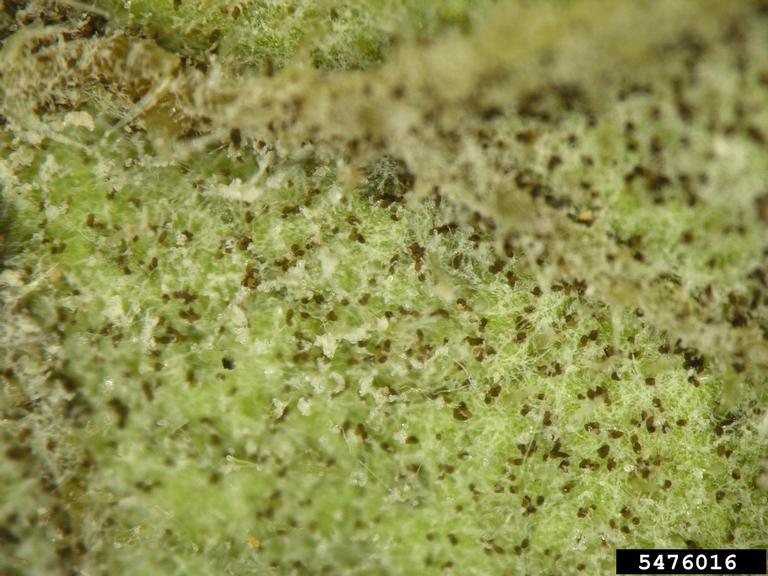 powdery mildew hyperparasite (Ampelomyces quisqualis)