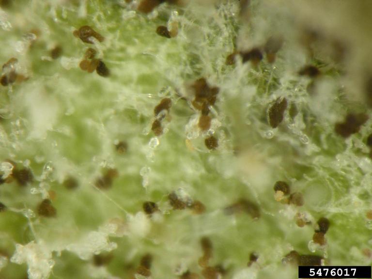 powdery mildew hyperparasite (Ampelomyces quisqualis)