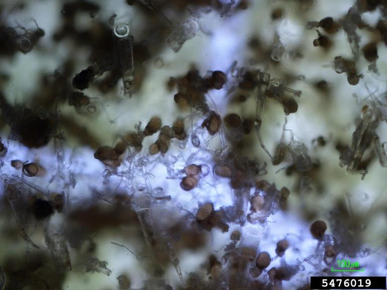 powdery mildew hyperparasite (Ampelomyces quisqualis Ces.)