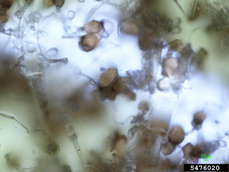 powdery mildew hyperparasite (Ampelomyces quisqualis Ces.)