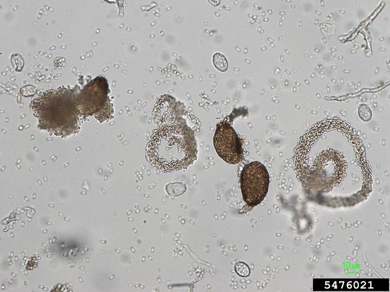 powdery mildew hyperparasite (Ampelomyces quisqualis)