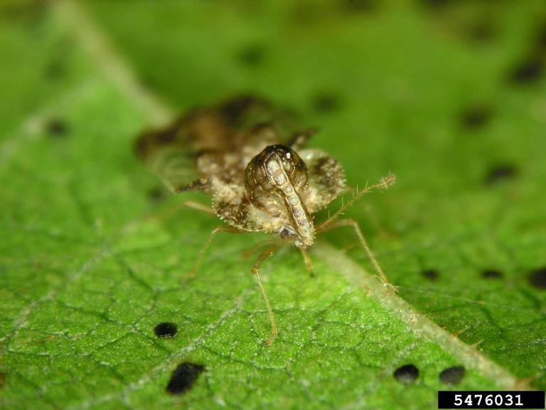 lace bug (Corythucha associata)
