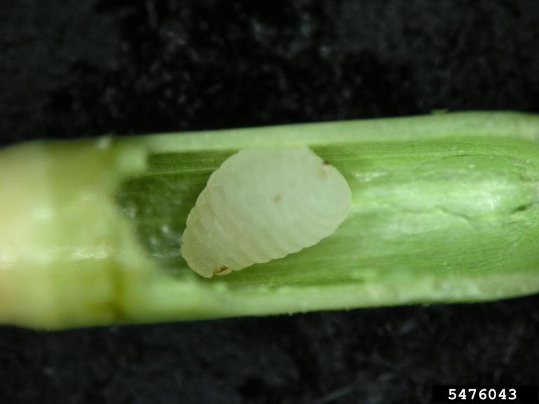 hickory bullet gall midge (Caryomyia tubicola (Osten Sacken, 1862))