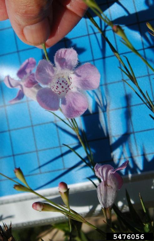 flaxleaf false foxglove (Agalinis linifolia (Nutt.) Britton)