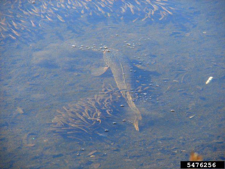 bullseye snakehead (Channa marulius (Hamilton, 1822))