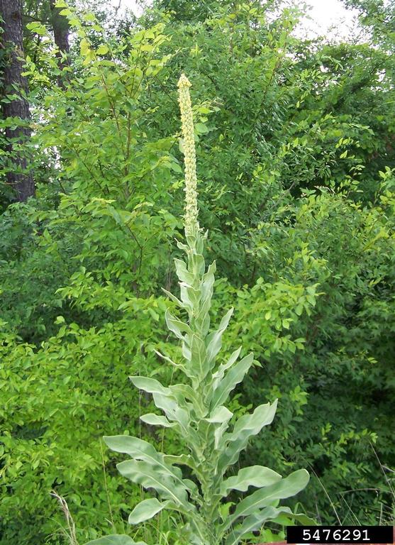 common mullein (Verbascum thapsus L.)