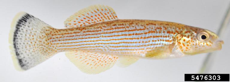 Northern studfish - Alchetron, The Free Social Encyclopedia