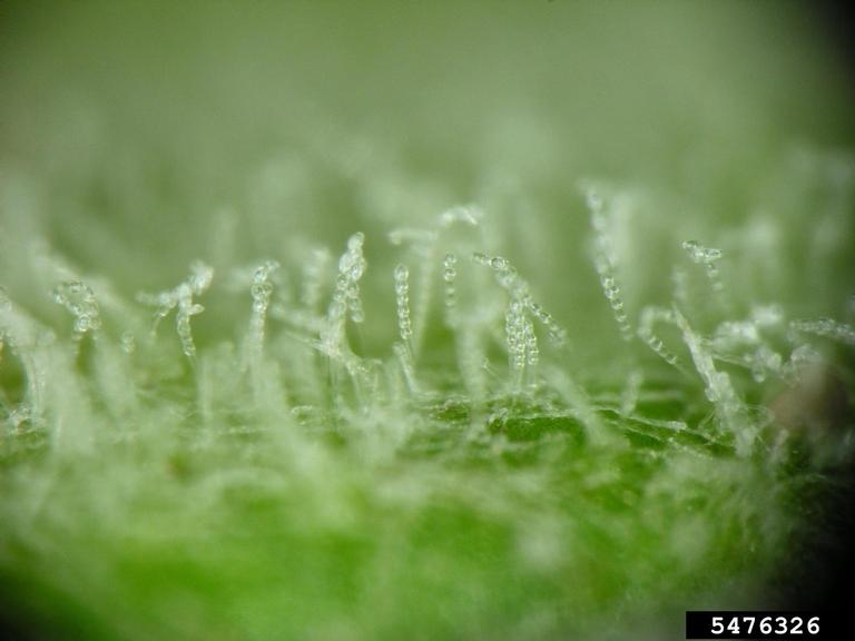 powdery mildew (Podosphaera xanthii (Castagne) U. Braun & Shishkoff)