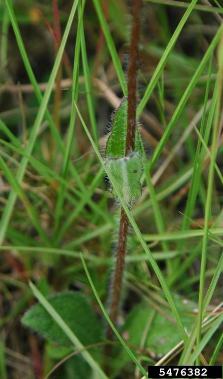 rayless sunflower (Helianthus radula (Pursh) Torr. & Gray)