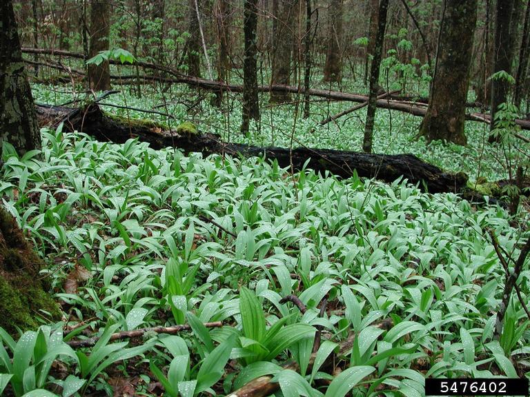 ramp (Allium tricoccum)