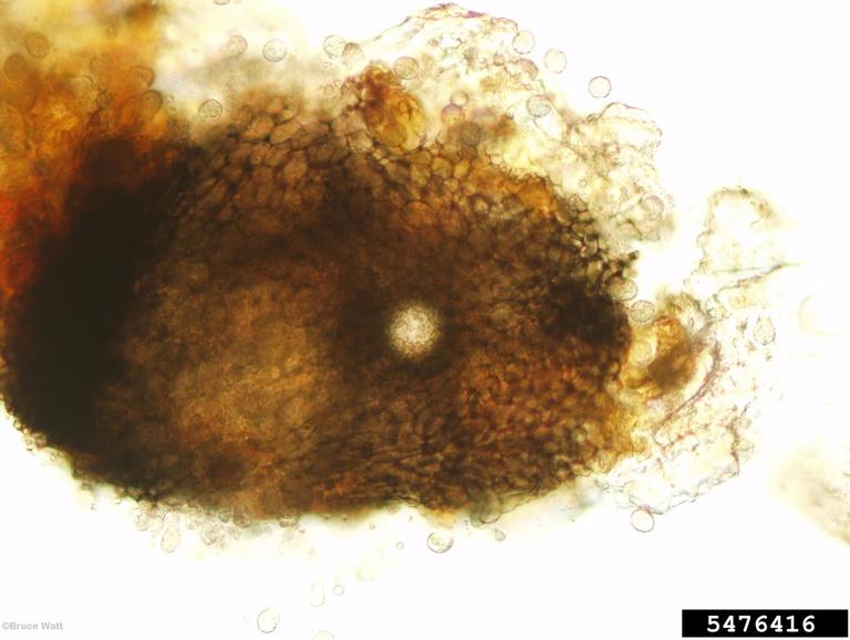 Phyllosticta leaf spots (Genus Phyllosticta)