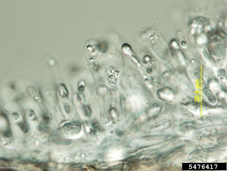 Phyllosticta leaf spots (Genus Phyllosticta Pers.)