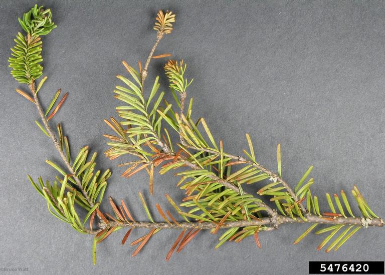 Phyllosticta leaf spots (Phyllosticta spp. ) on balsam fir (Abies ...