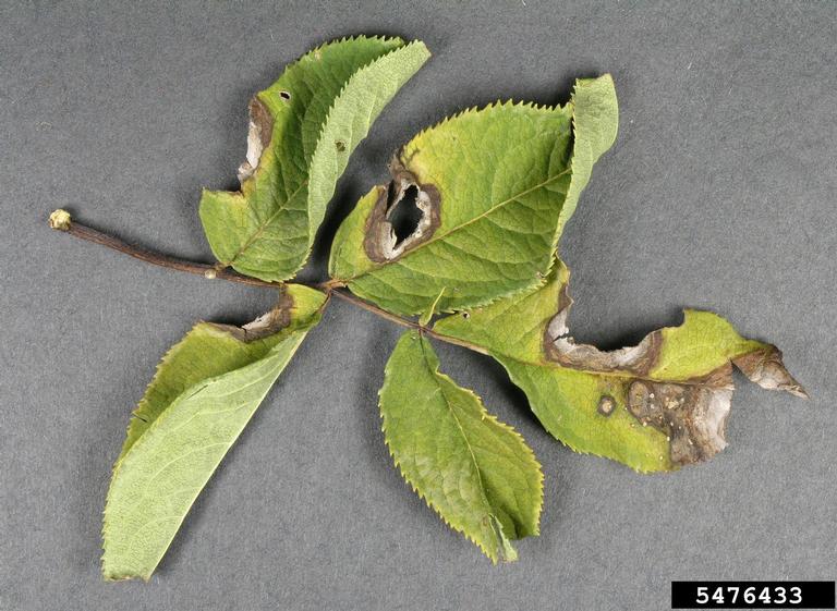 Ascochyta fungi (Genus Ascochyta Lib.)