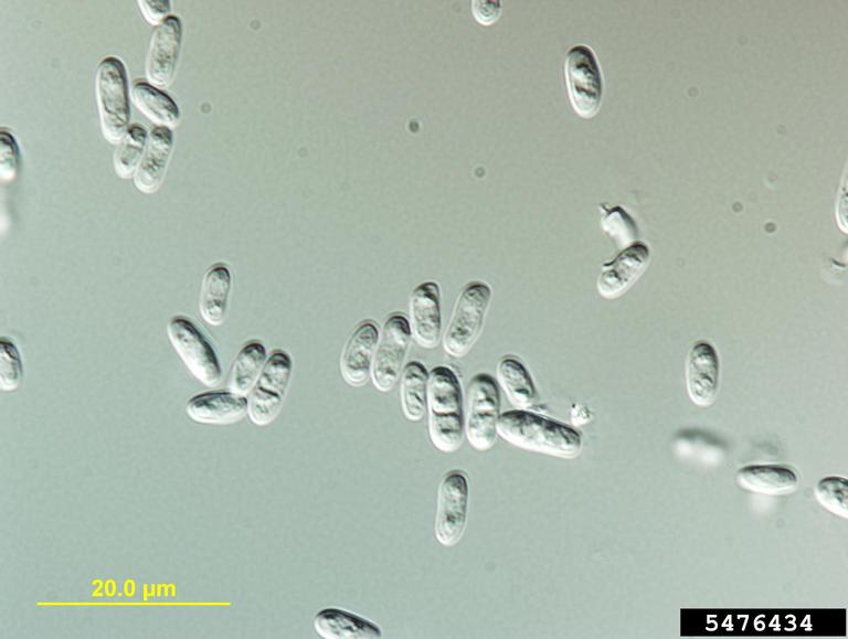 Ascochyta fungi (Genus Ascochyta)
