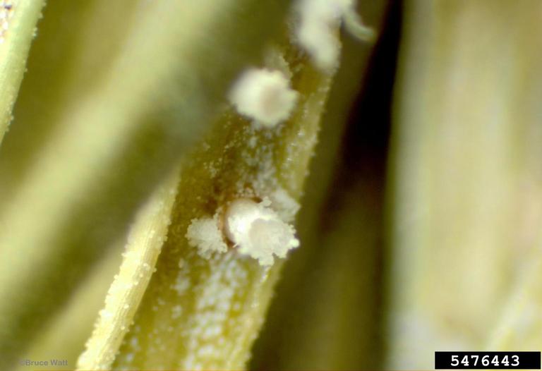 fir-fern rust (Genus Uredinopsis Magnus)