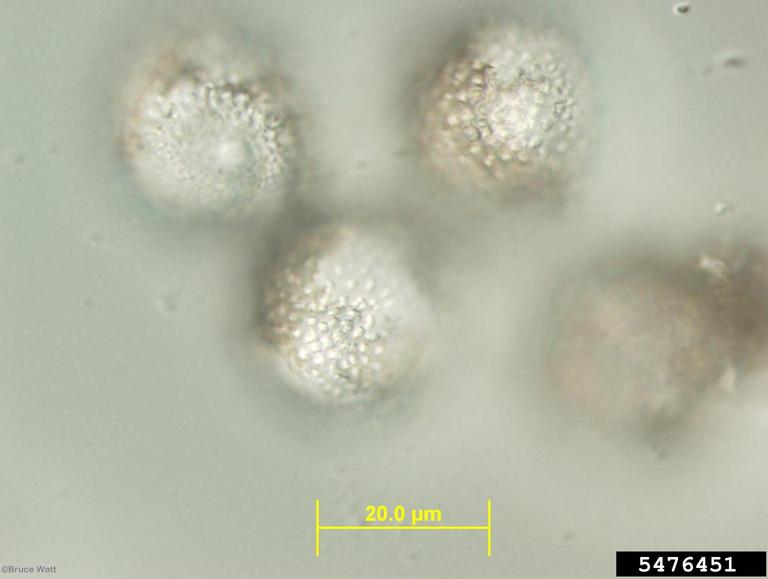 fir-fern rust (Genus Uredinopsis)