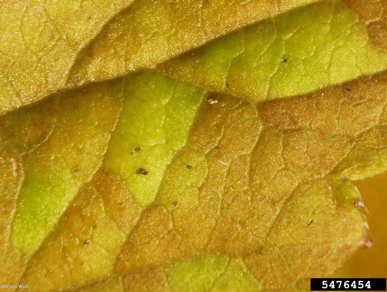 foliar nematodes (Genus Aphelenchoides Fischer, 1894)