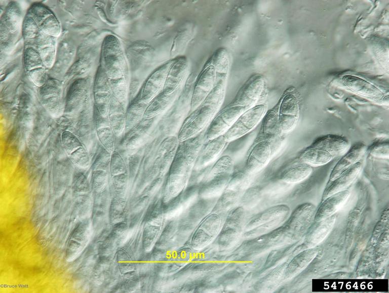 Nectria canker (Nectria galligena)