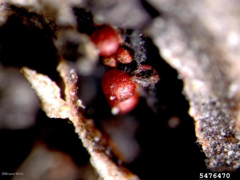 Nectria galligena Bres. (Synonym for Neonectria ditissima (Tul. & C ...