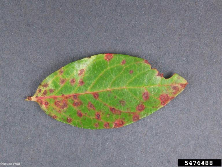 blueberry leaf rust (Naohidemyces vaccinii)