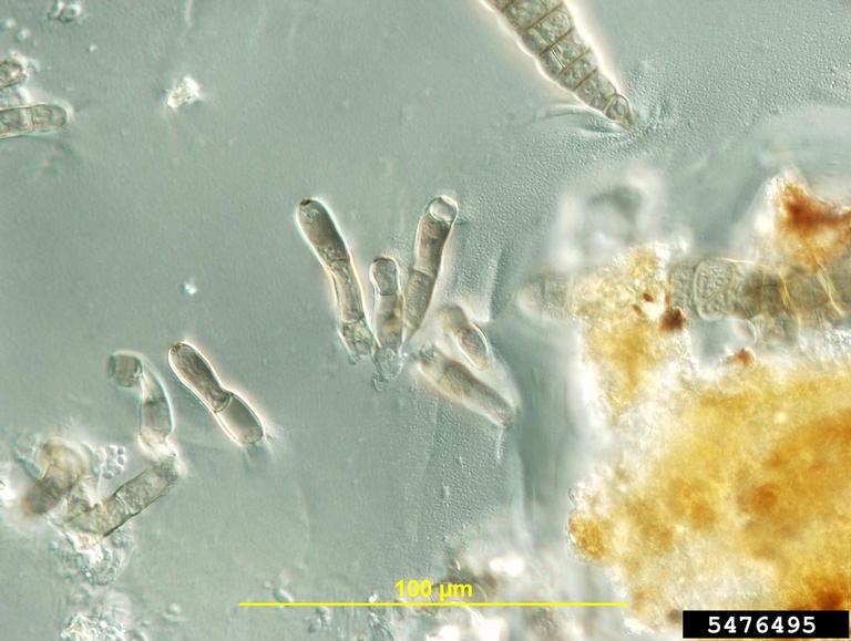 Alternaria black molds / stem cankers (Genus Alternaria)