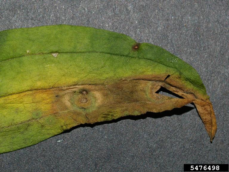 Alternaria black molds / stem cankers (Genus Alternaria Nees)