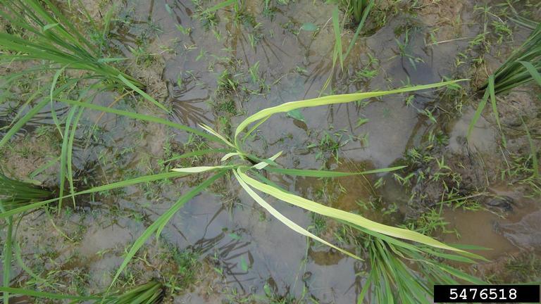 bakanae of rice (Fusarium fujikuroi Nirenberg)