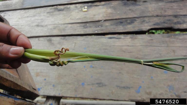 panicle rice mite (Steneotarsonemus spinki)