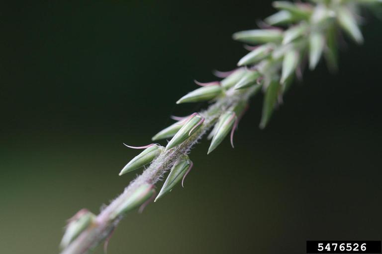 Japanese chaff flower (Achyranthes japonica)