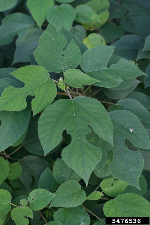 paper-mulberry (Broussonetia papyrifera (L.) L'Hér. ex Vent.)