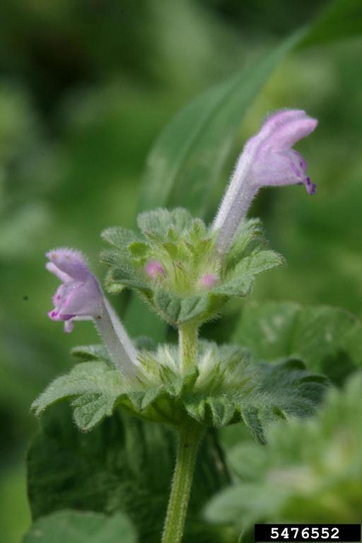 henbit (Lamium amplexicaule)