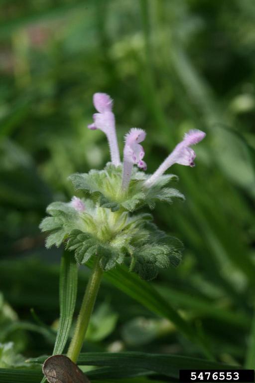 henbit (Lamium amplexicaule)
