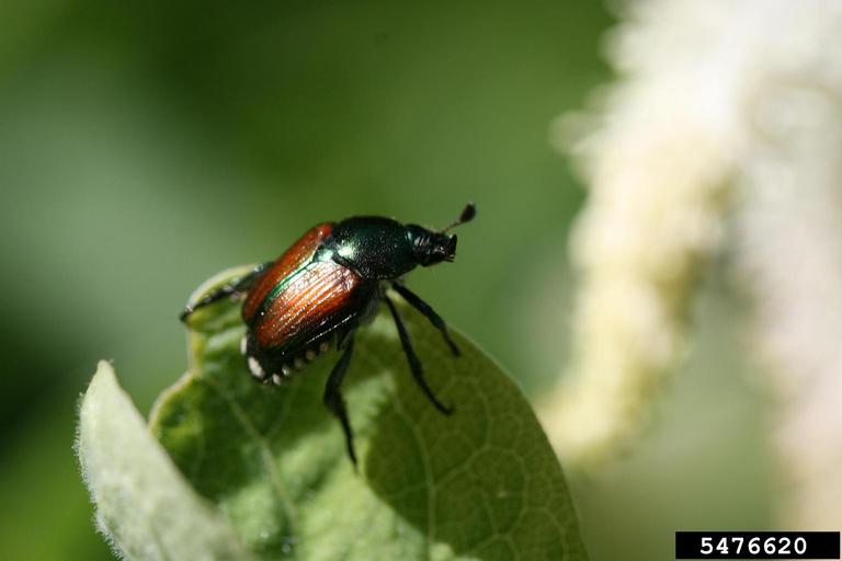 Japanese beetle (Popillia japonica Newman, 1841)