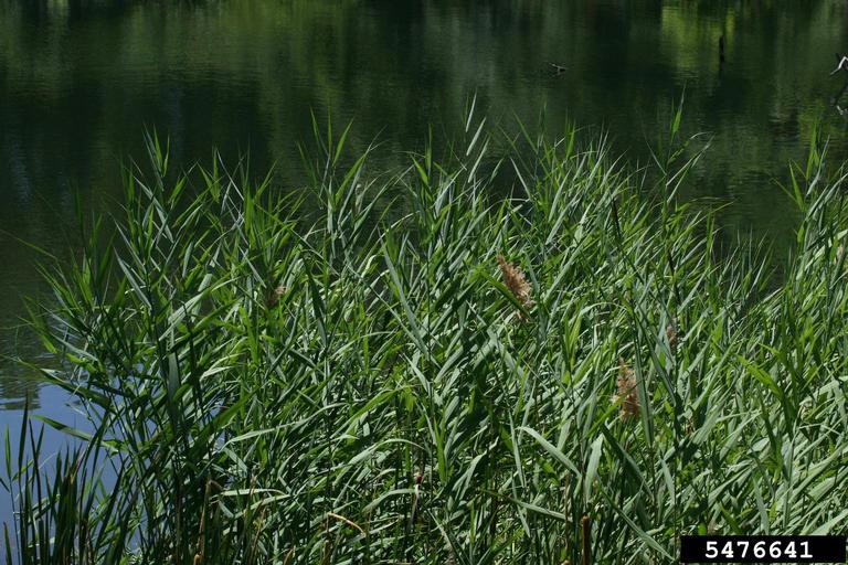 common reed (Phragmites australis (Cavanilles) Trinius ex Steudel)