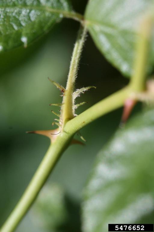 multiflora rose (Rosa multiflora Thunb.)