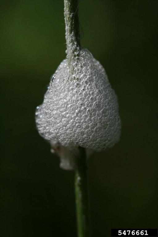 spittlebugs or froghoppers (family Cercopidae) (Family Cercopidae)