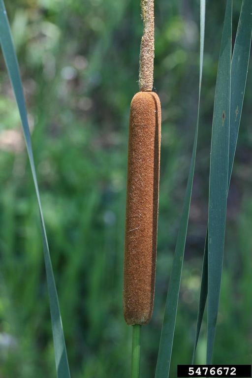 common cattail (Typha latifolia L.)