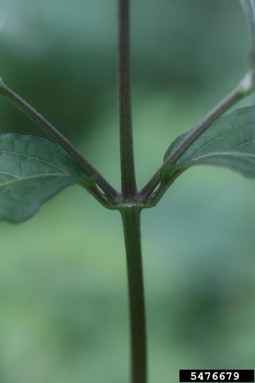 Japanese chaff flower (Achyranthes japonica)