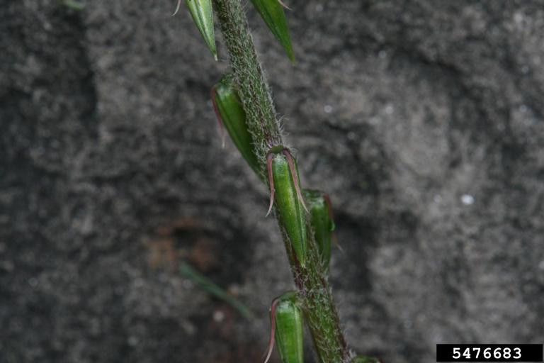 Japanese chaff flower (Achyranthes japonica (Miq.) Nakai)
