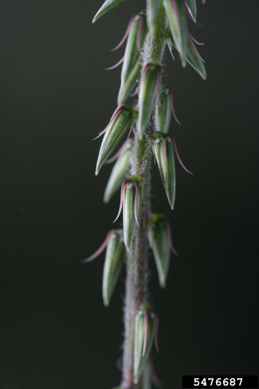 Japanese chaff flower (Achyranthes japonica)